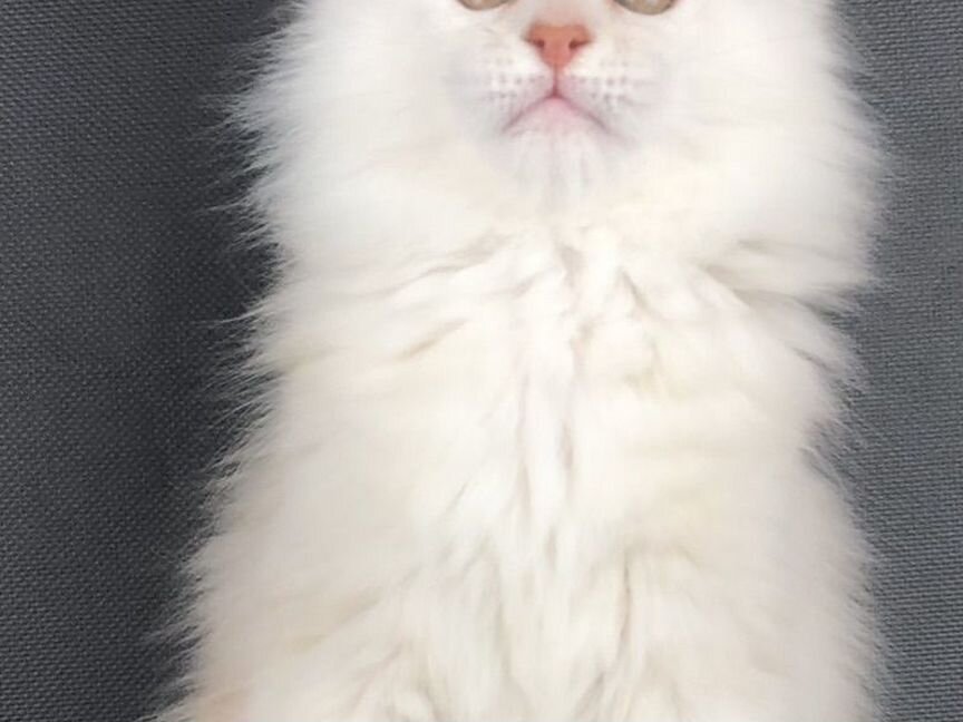 Котята мейн-кун полидакт