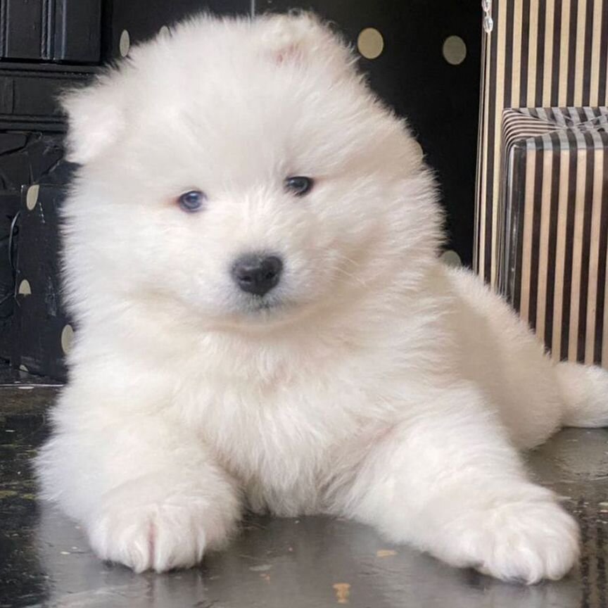 Самоеды щенята