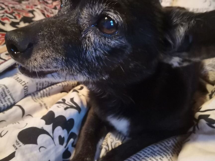 Маленькая собачка потеряшка