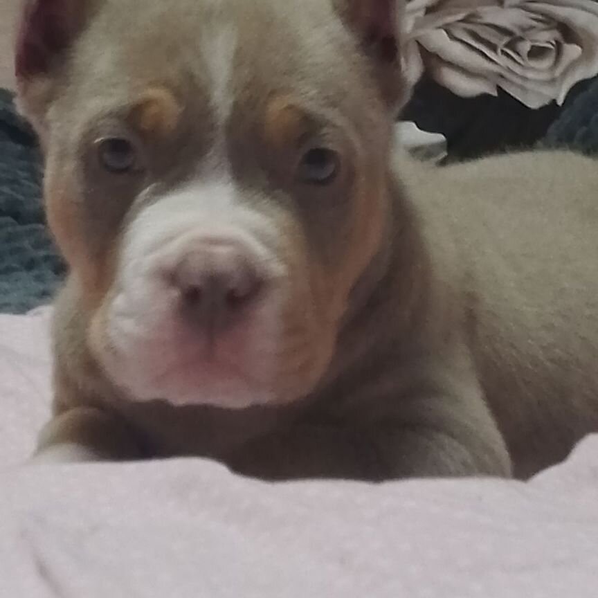 Американский булли