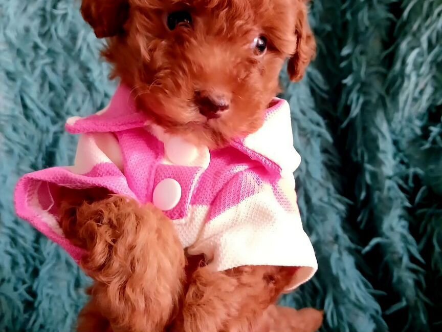 Той-пудель ред браун мини