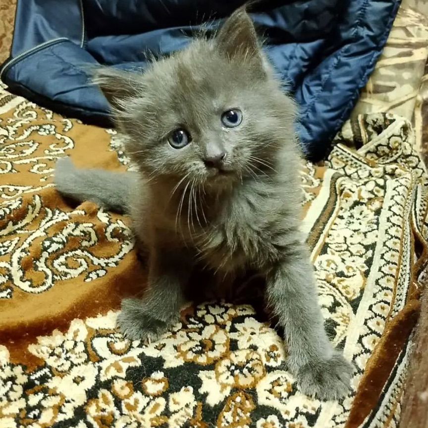 Шотландский прямоухий длинношёрстный котёнок