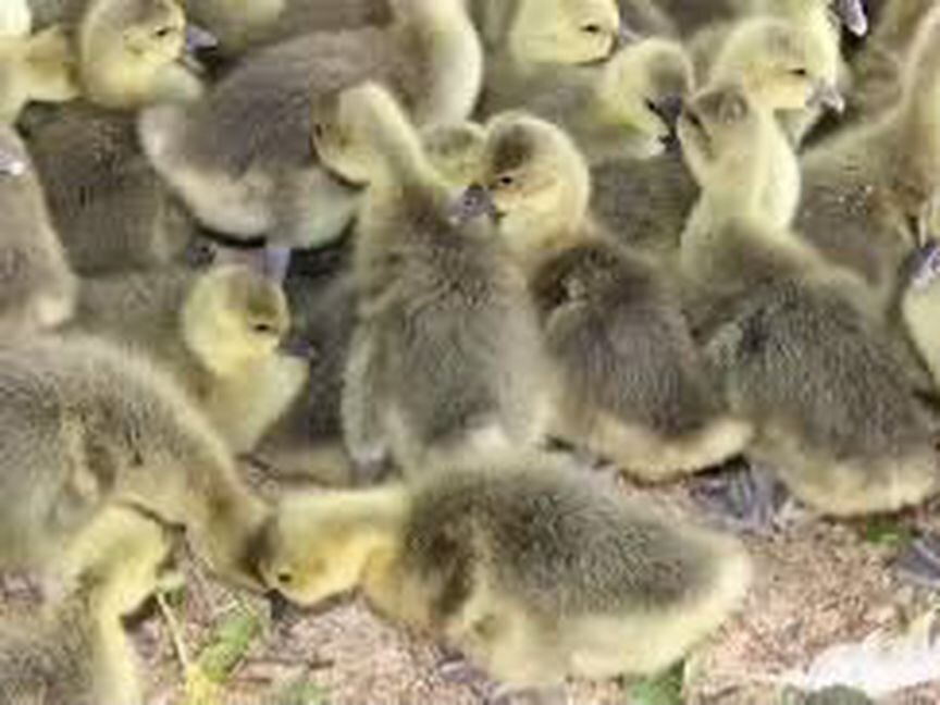 Гуси крупный серый линда