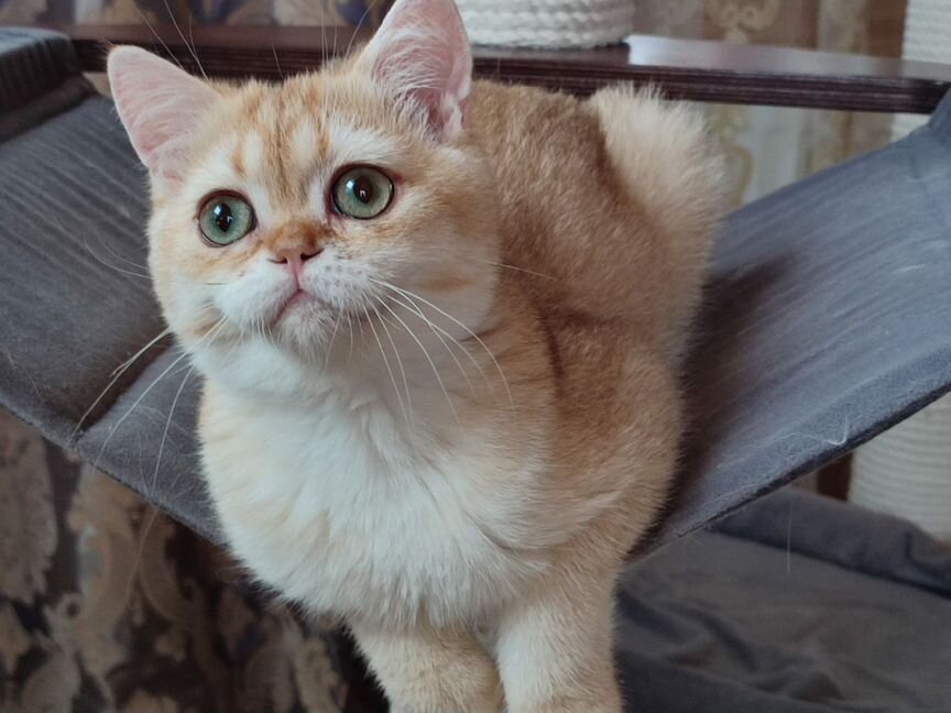 Няшный Еженька