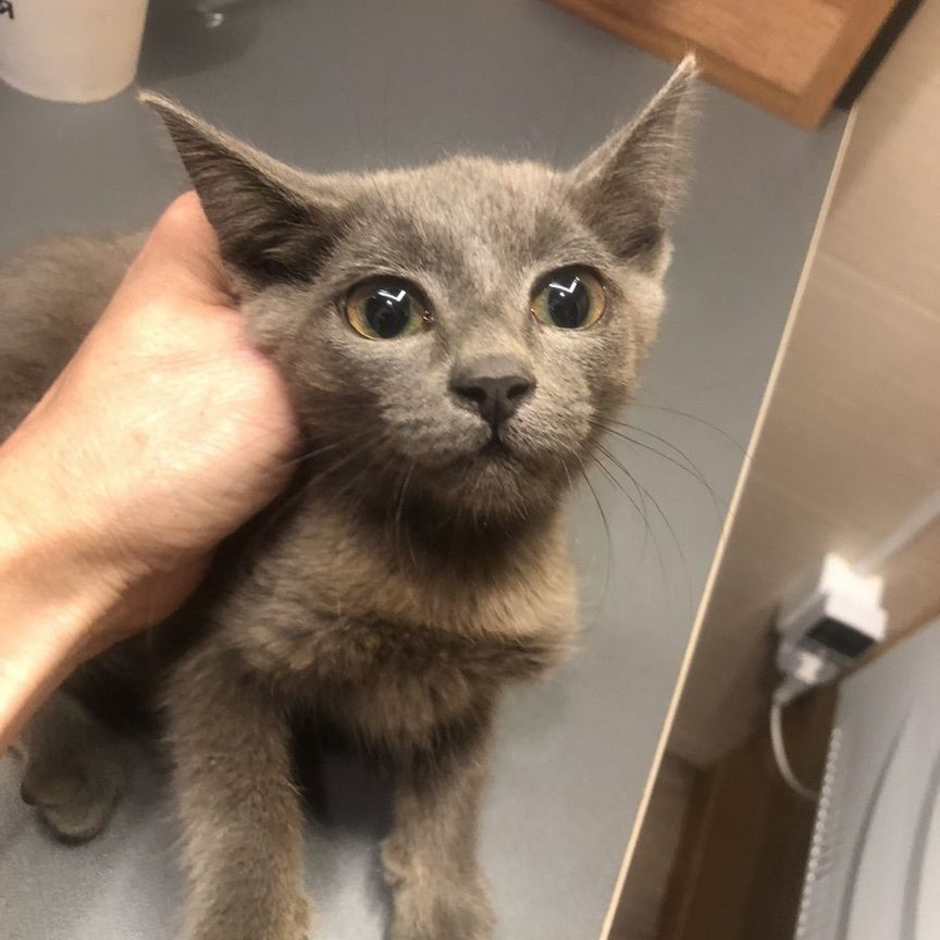 Котенок Шартрез