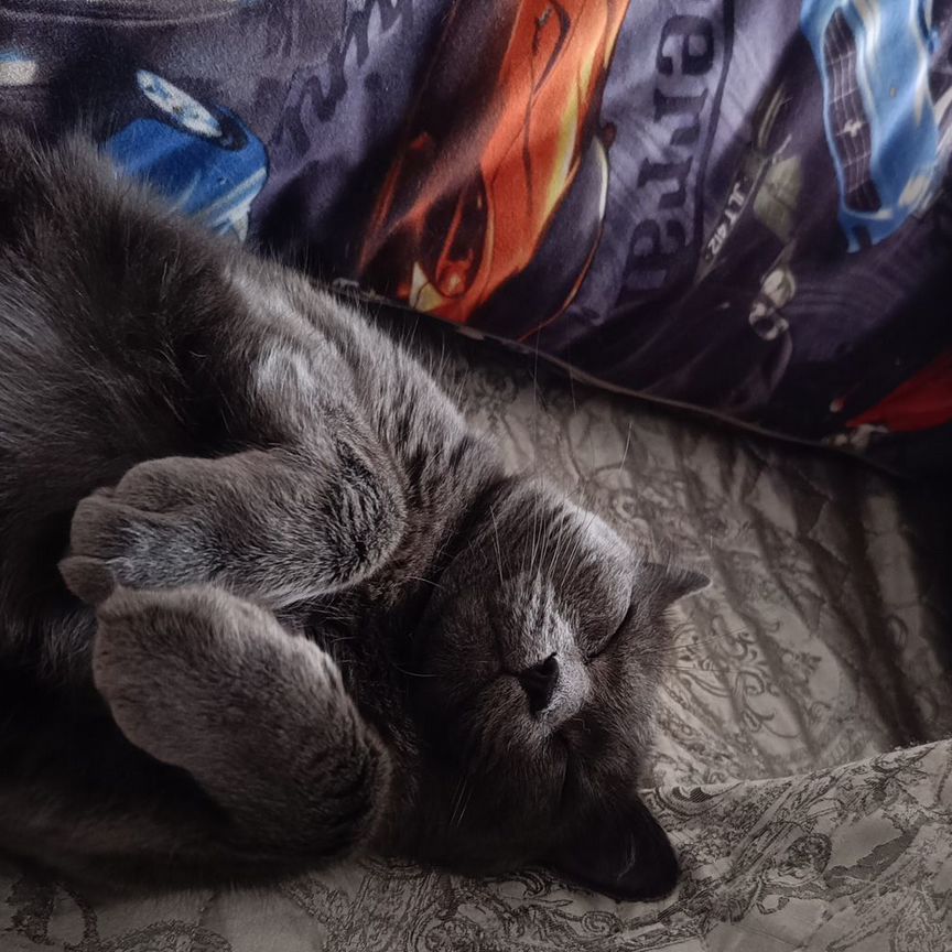 Кошка (помесь с Британской) 5 лет