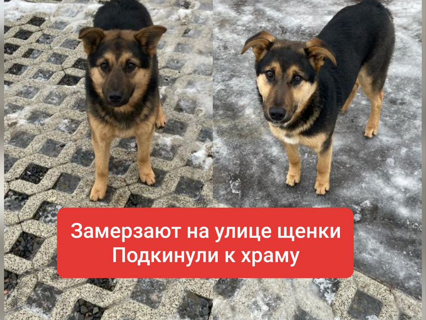 Щенков выкинули. Переживут ли они эти морозы