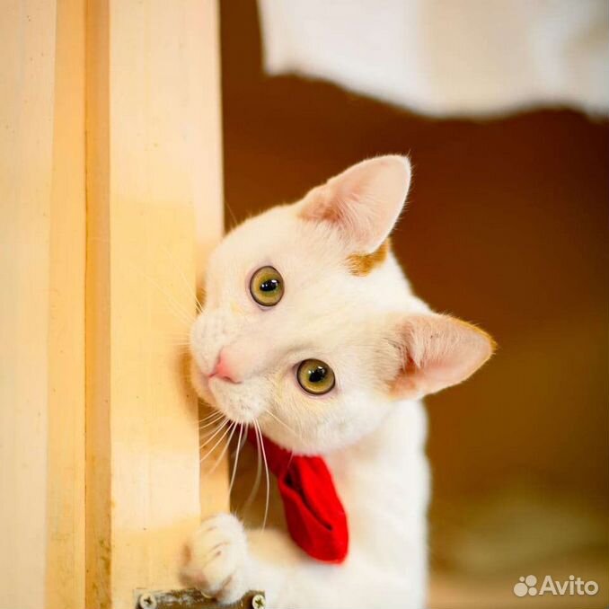 Ласковый и добрый котик Кларк ищет дом