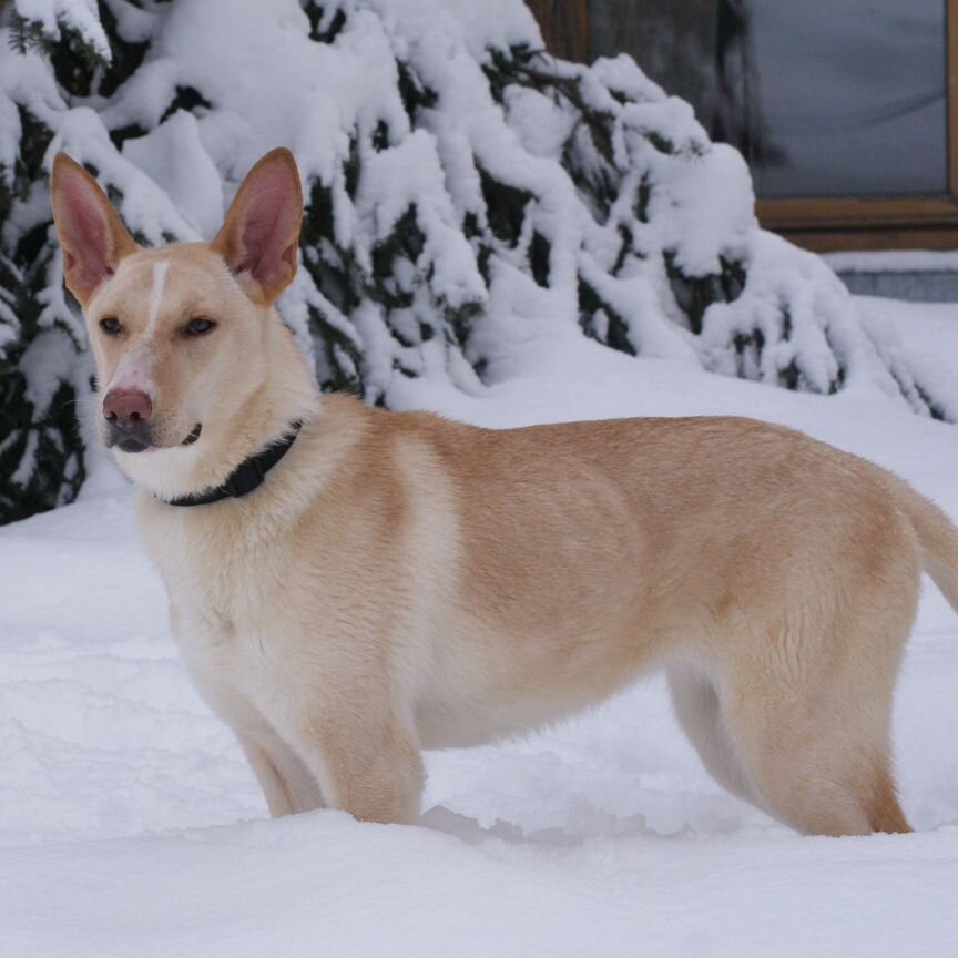 Щенок в добрые руки бесплатно