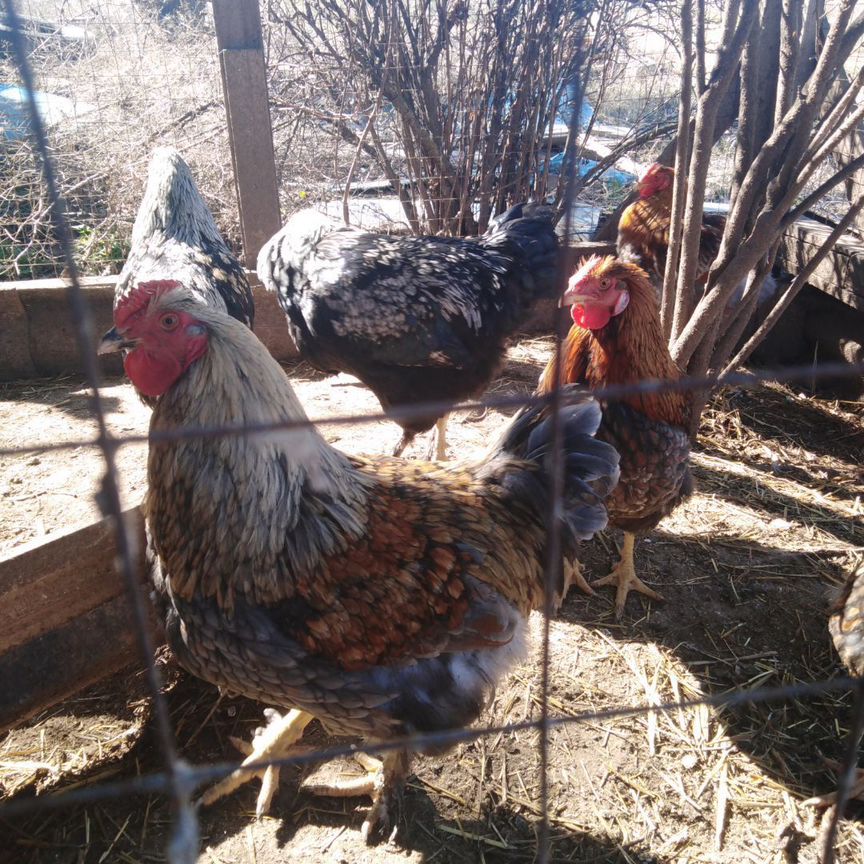 Молодые петухи