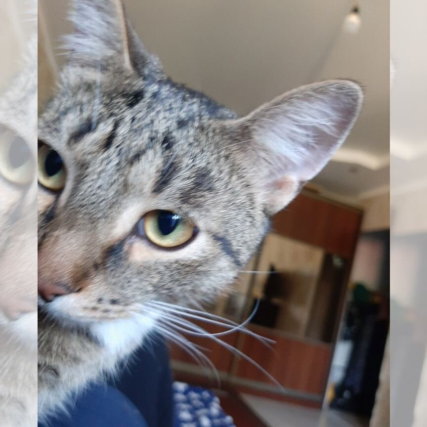 Котенок ищет дом