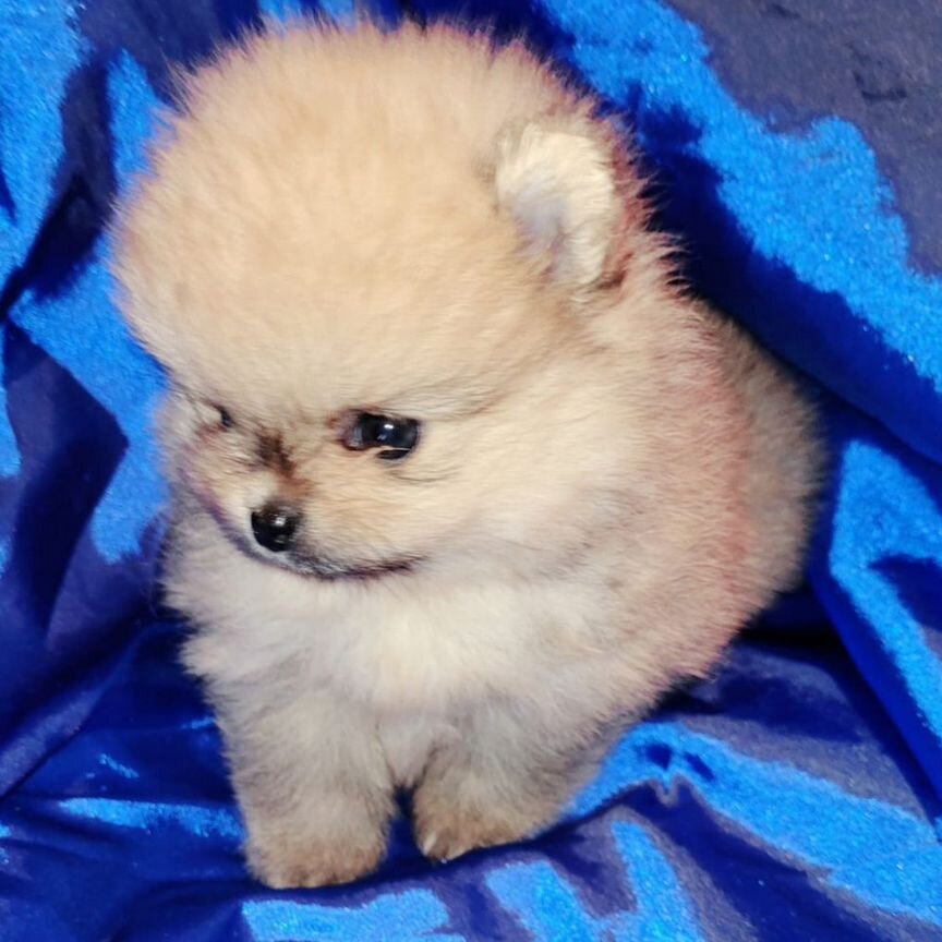 Померанский шпиц