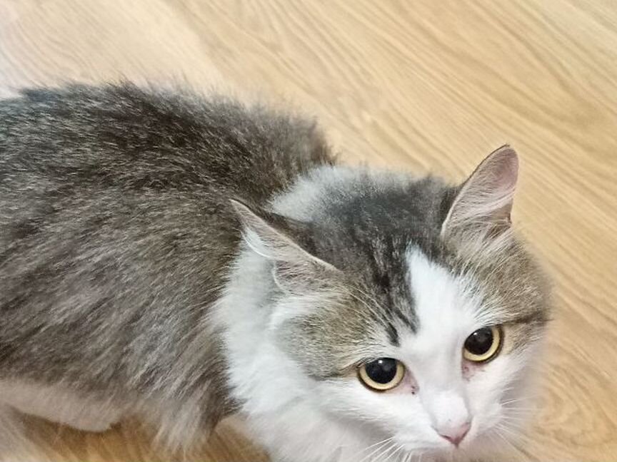 Отдам кошку в добрые руки