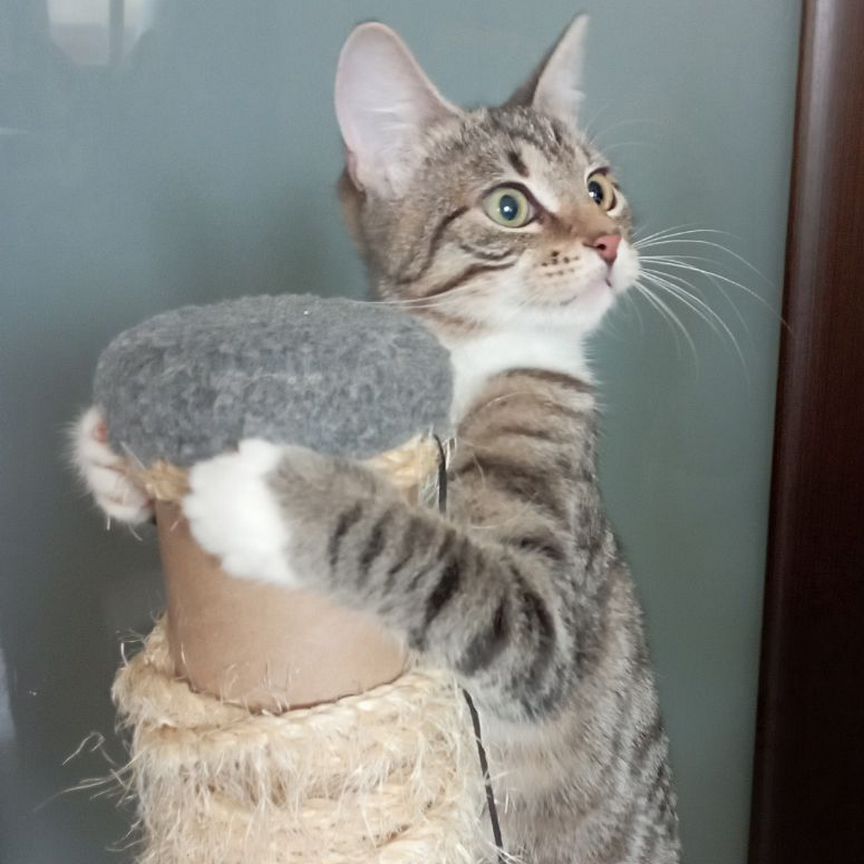 Котята в добрые руки бесплатно