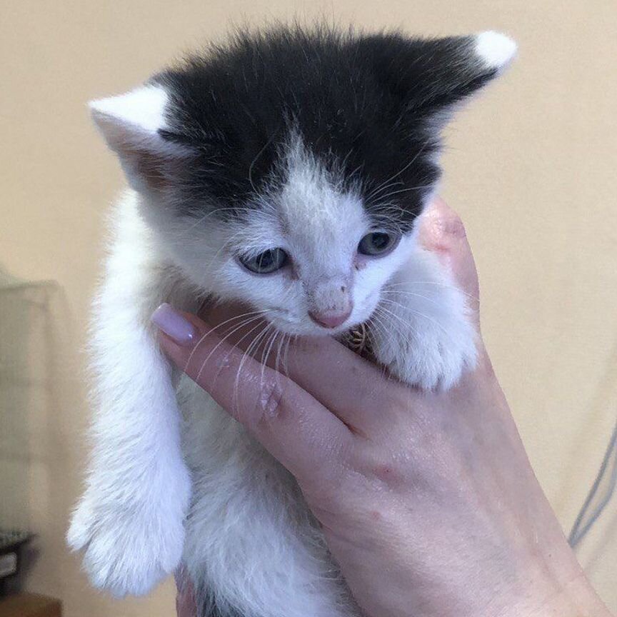 Котёнок в добрые руки