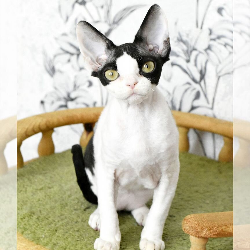 Девон-рекс котёнок