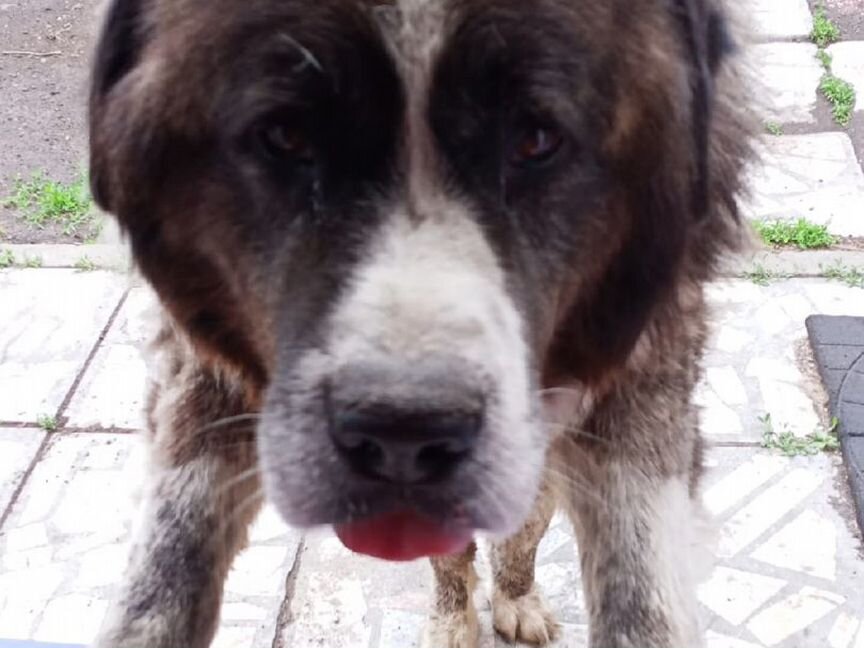 Нужен кобель для вязки (породы москов.сторож)