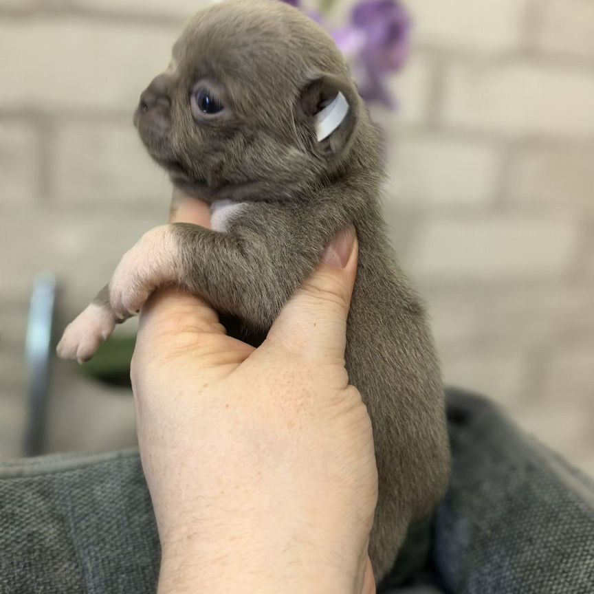 Чихуахуа, щенок