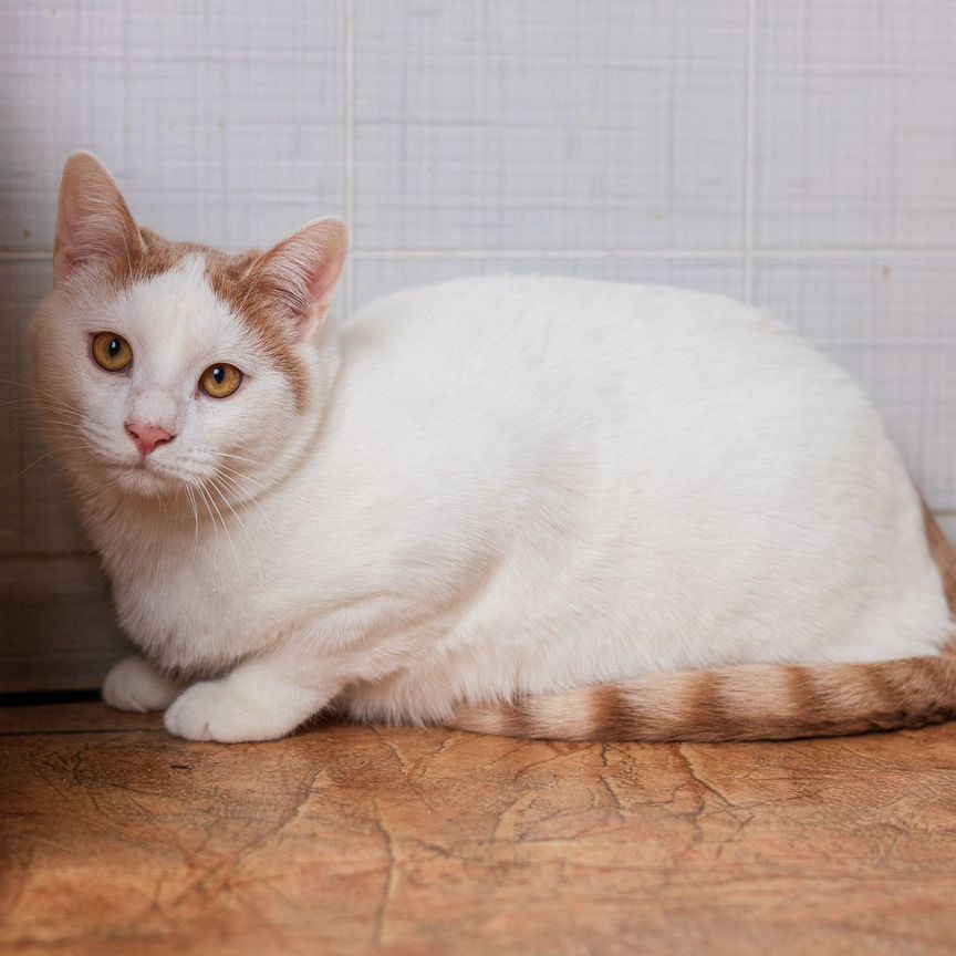 Добрый котик ищет семью