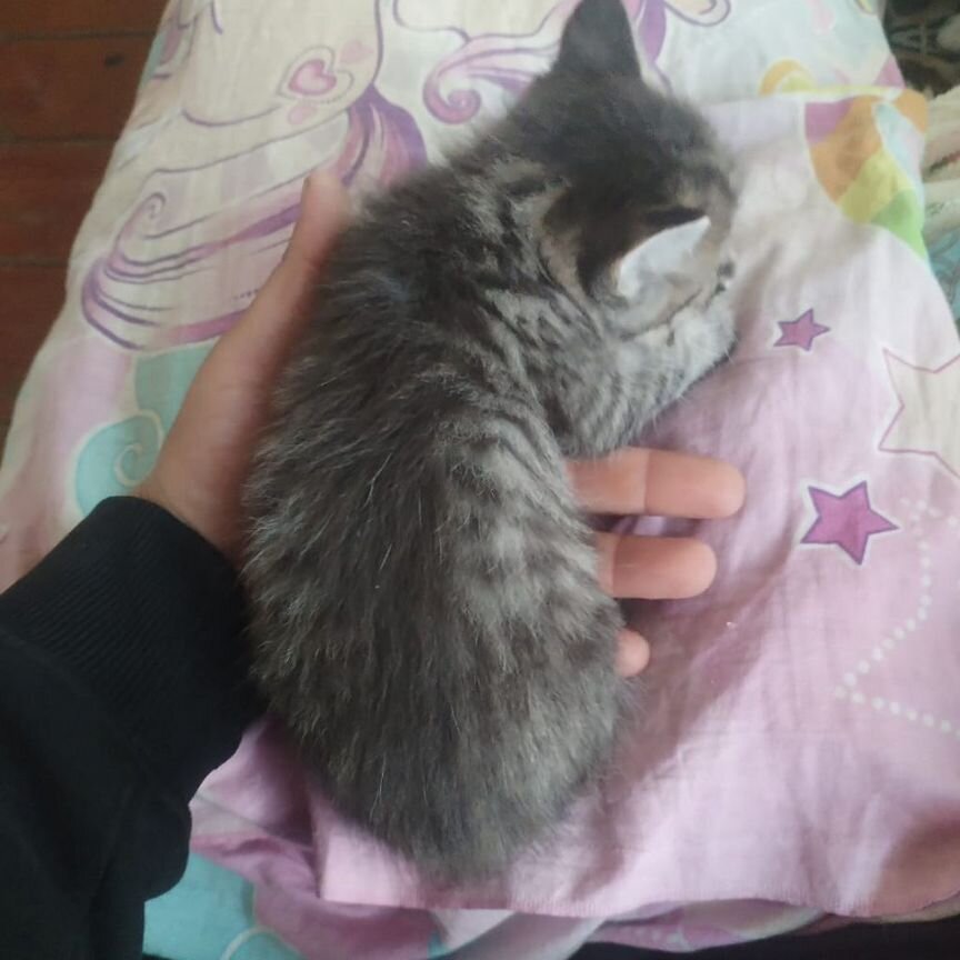 Месячные котята две девочки и один мальчик
