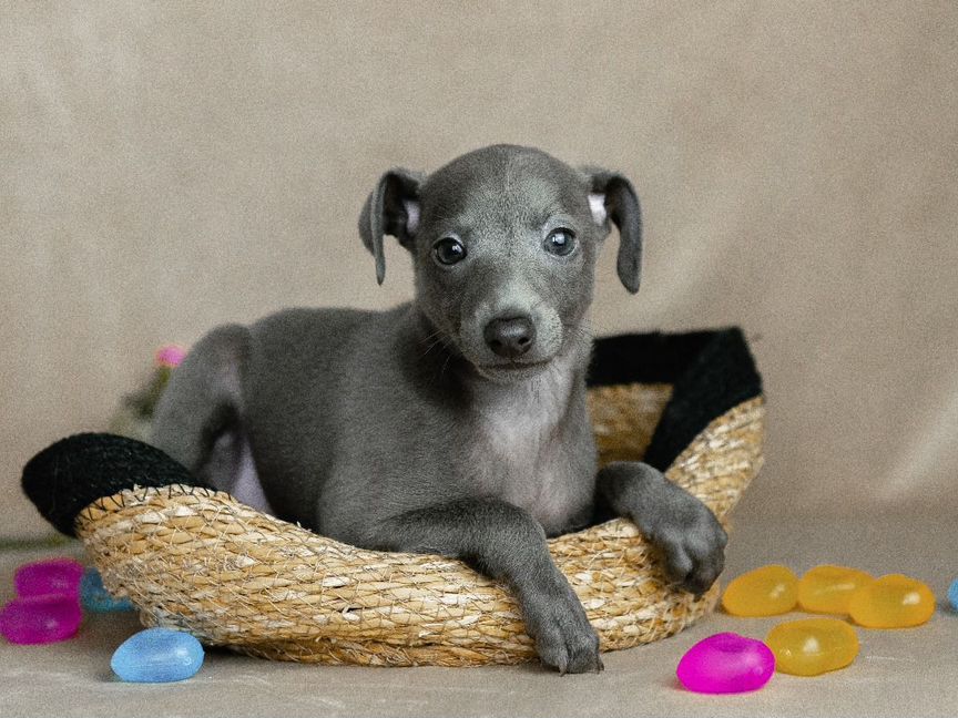 Щенки левретки мальчики