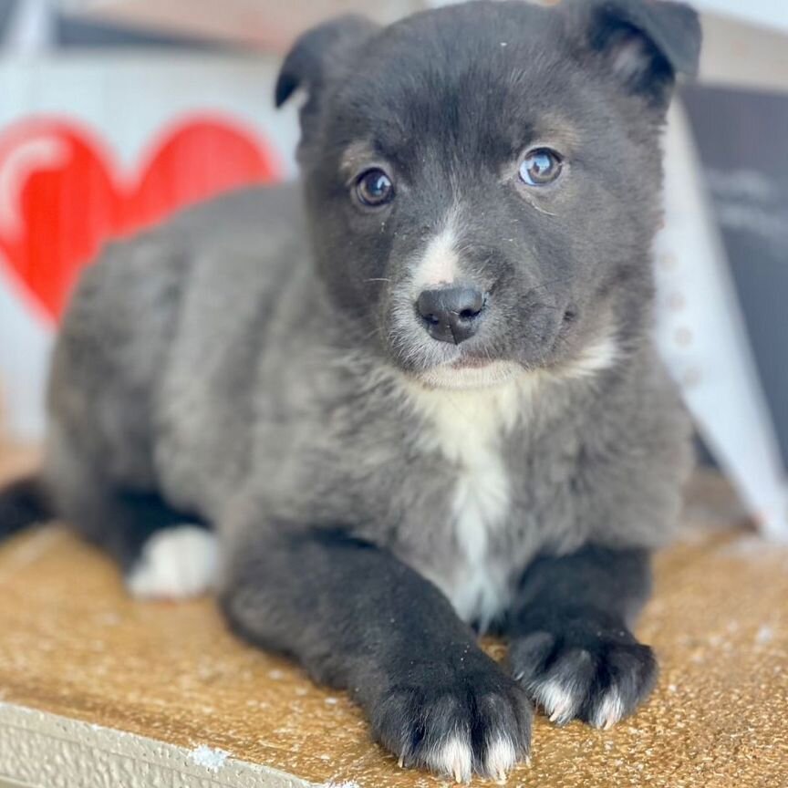 Щенок в добрые руки