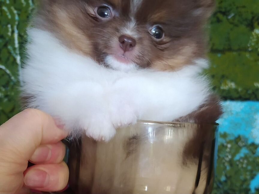 Крошка в кружке