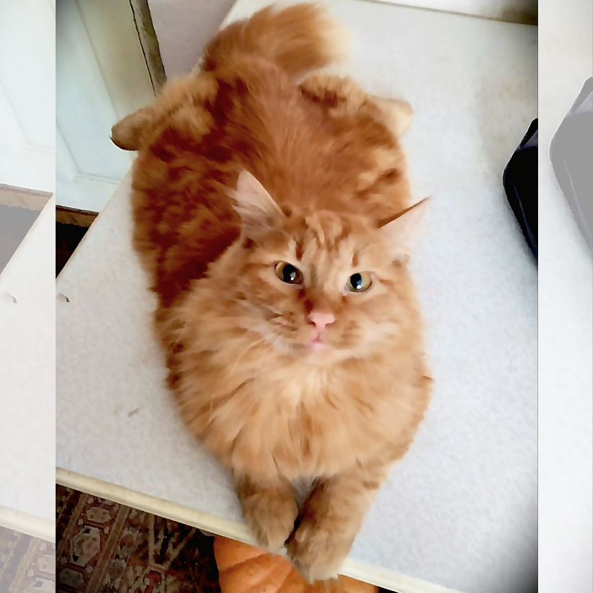 Котенок 9 месяцев мальчик