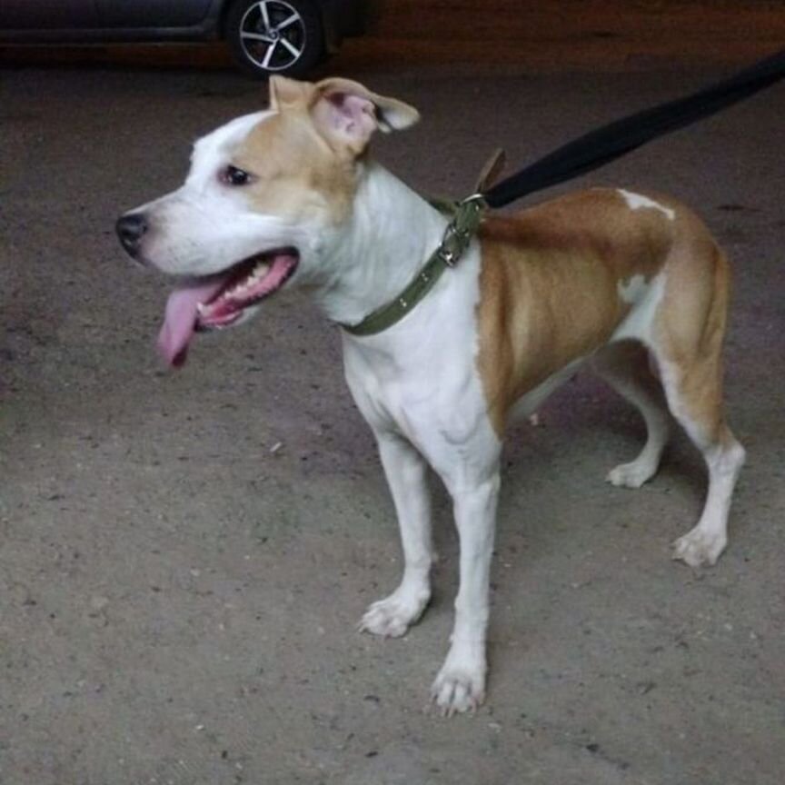 Стаффордширский терьер в добрые руки