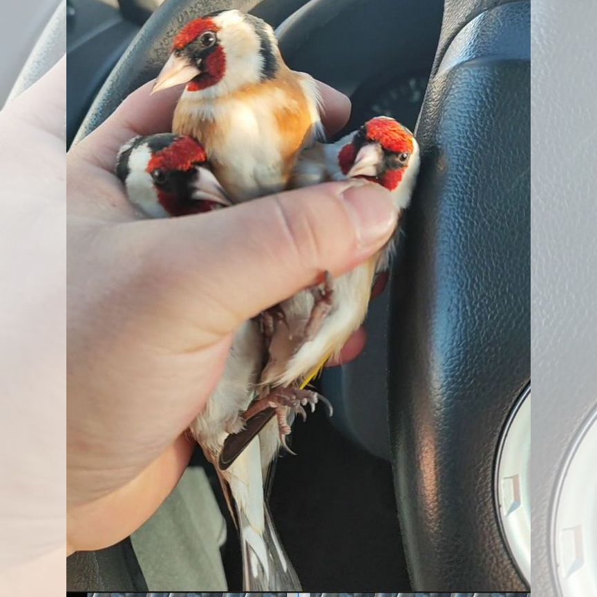 Птица щегол