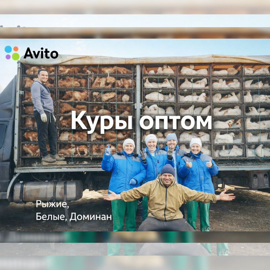 Куры молодка без посредников