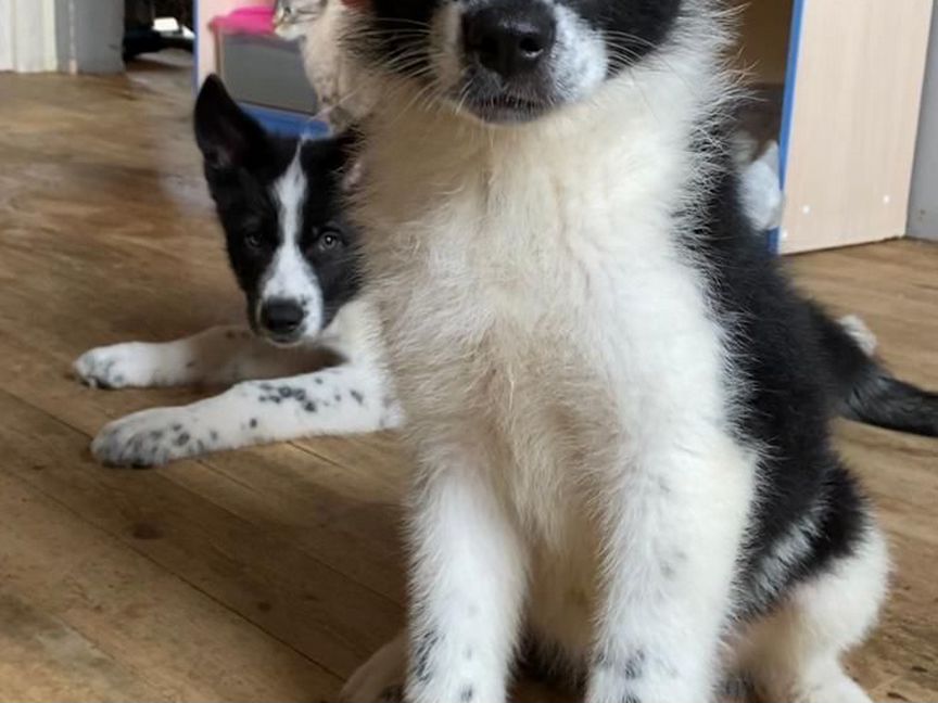 Щенки волкособа