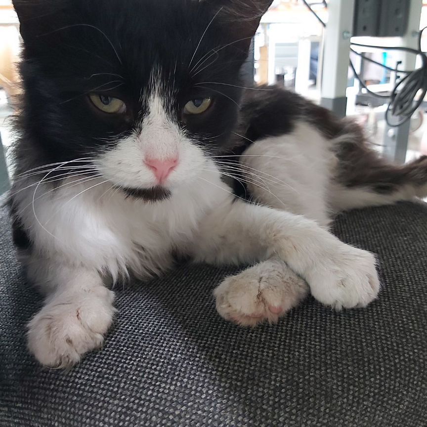 Кошка
