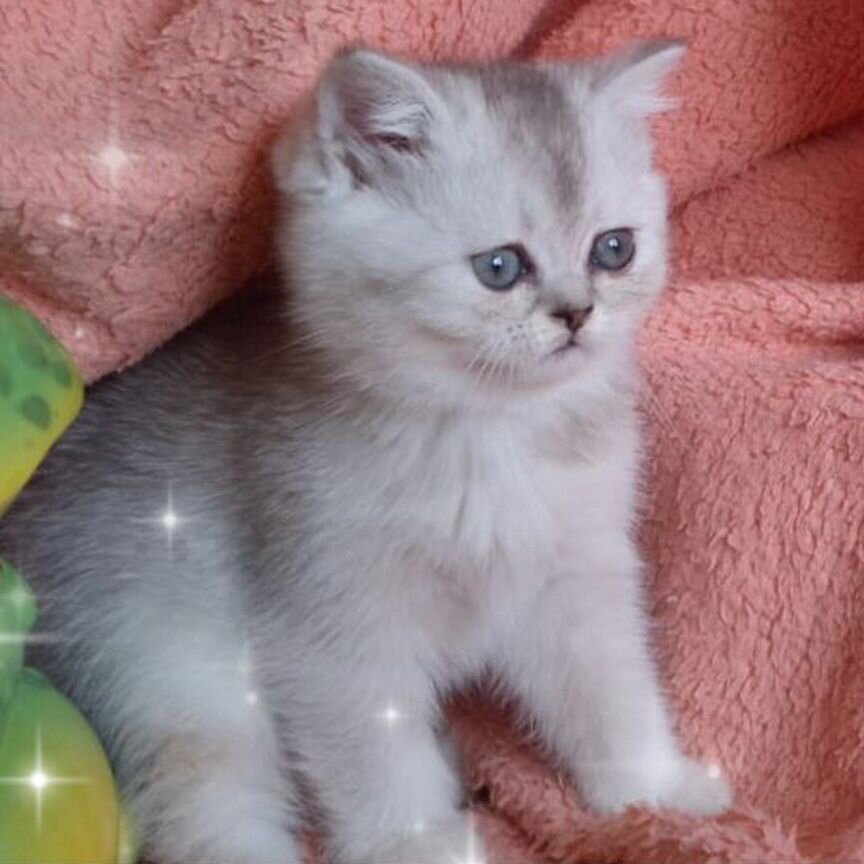 Британский короткошёрстный котёнок