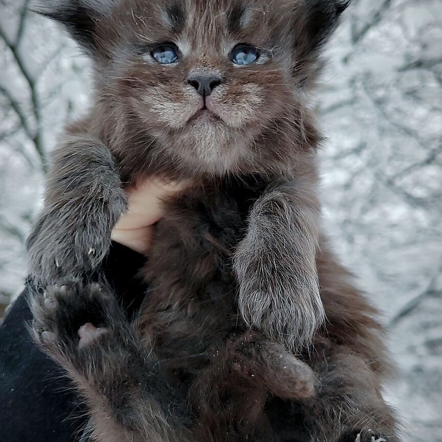 Кот черный дым