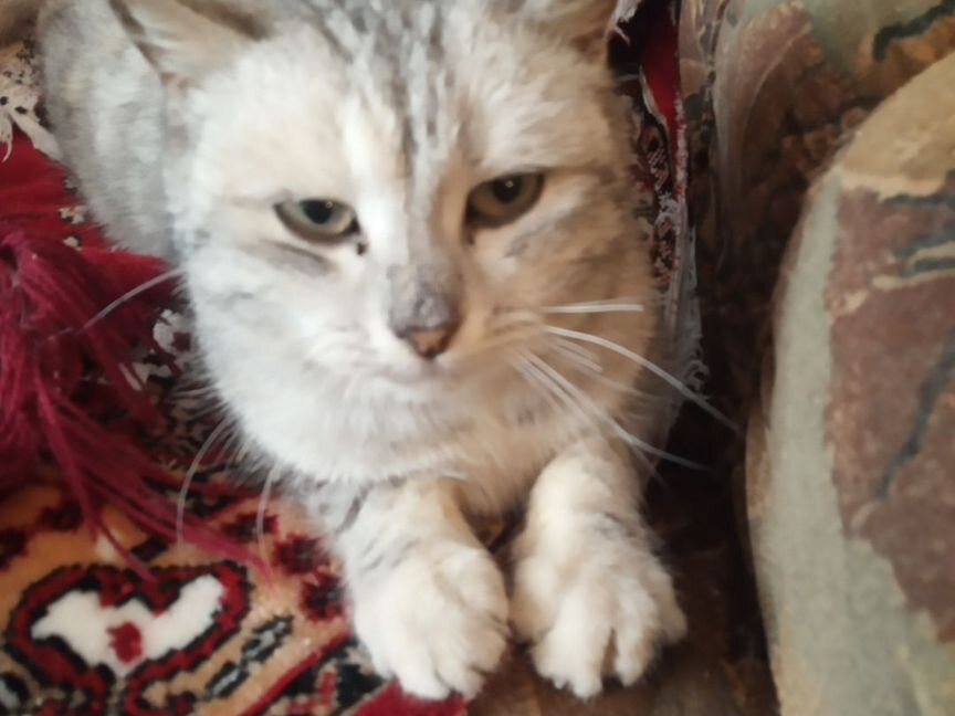 Кошка