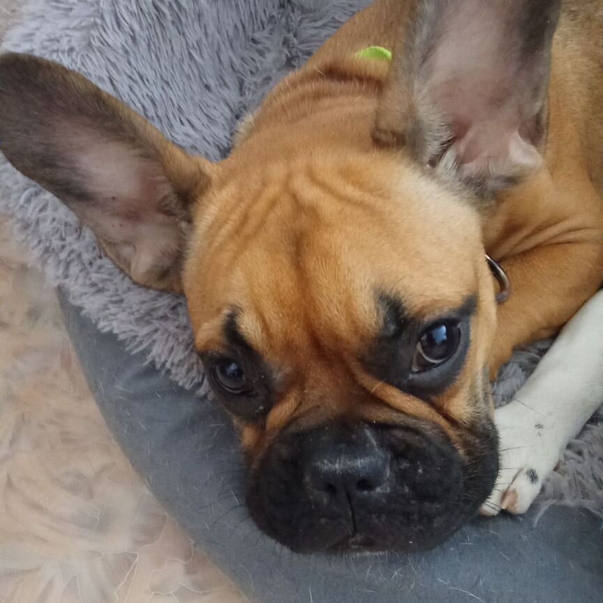 Французский бульдог, взрослая собака