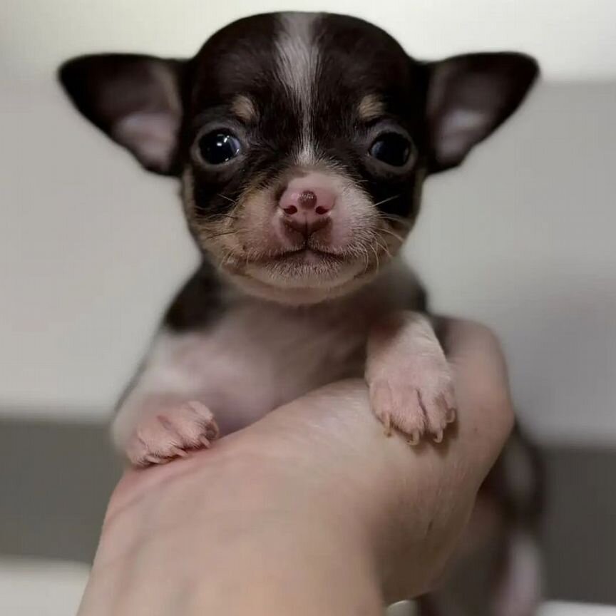 Чихуахуа, щенок