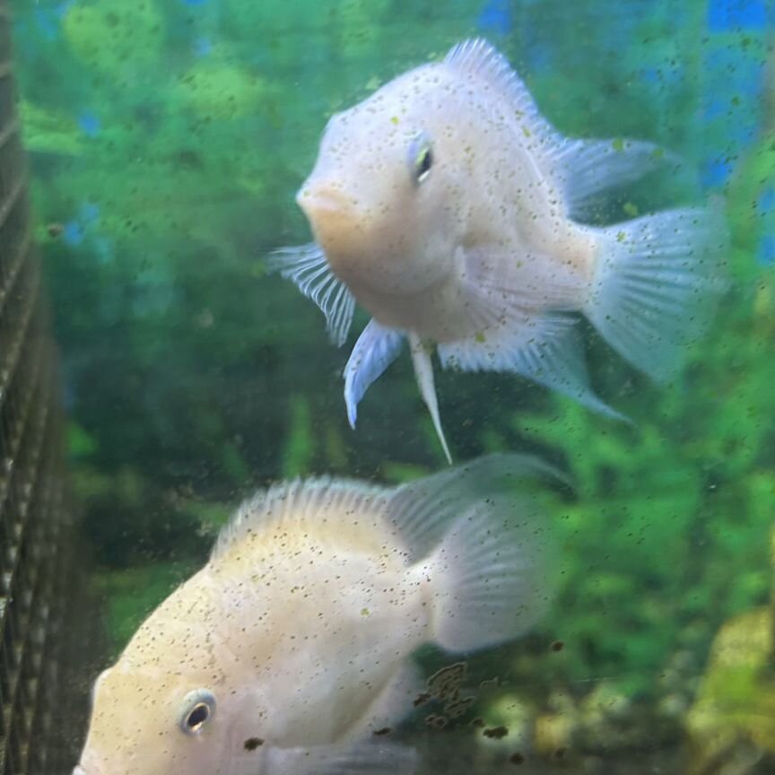 Цихлозома розовый фламинго