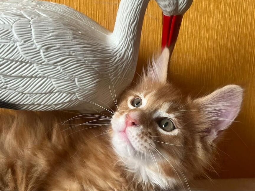 Мейн-кун котята с документами