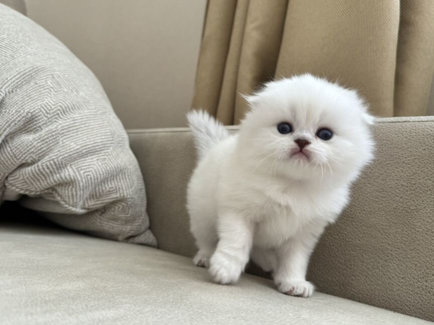 Шотландский мишка