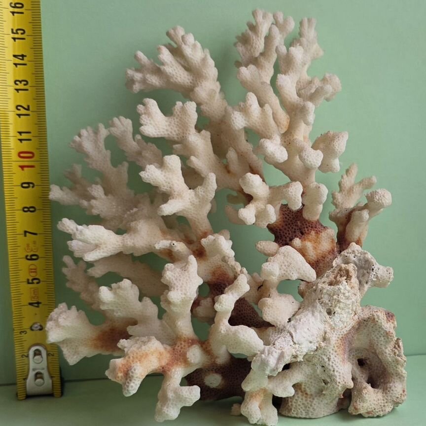 Морской коралл