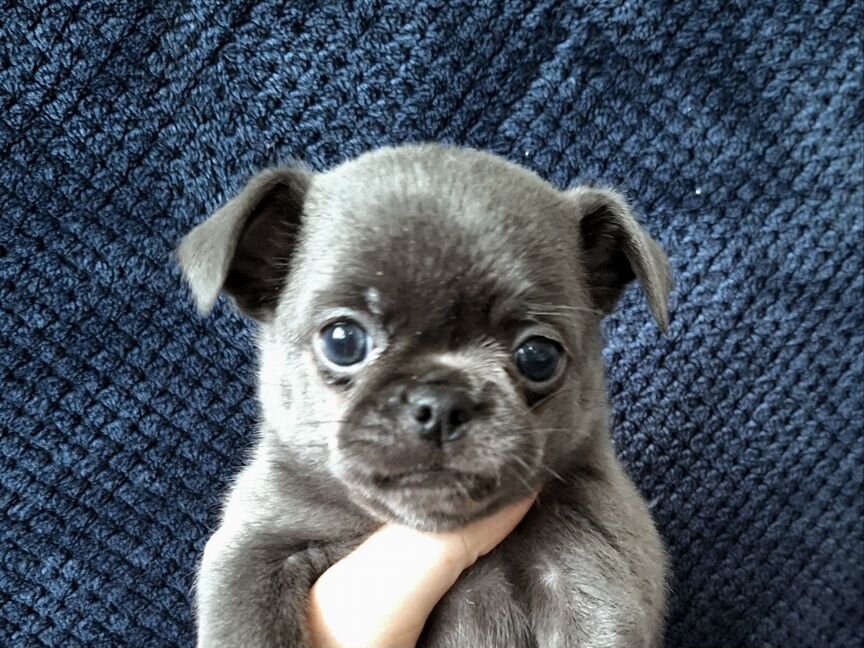 Эксклювчики голубые чихуахуа