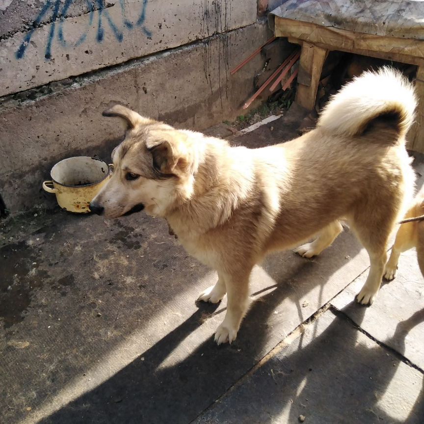 Собака в добрые руки отдам бесплатно