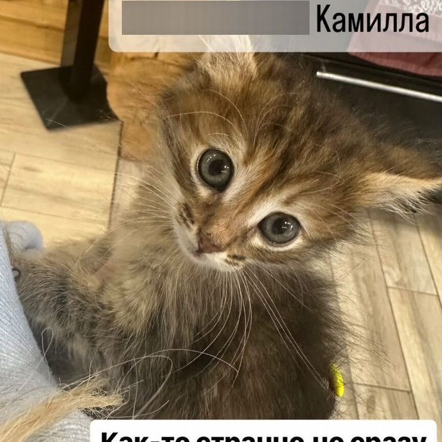 Кошка умная на счастье трехцветная