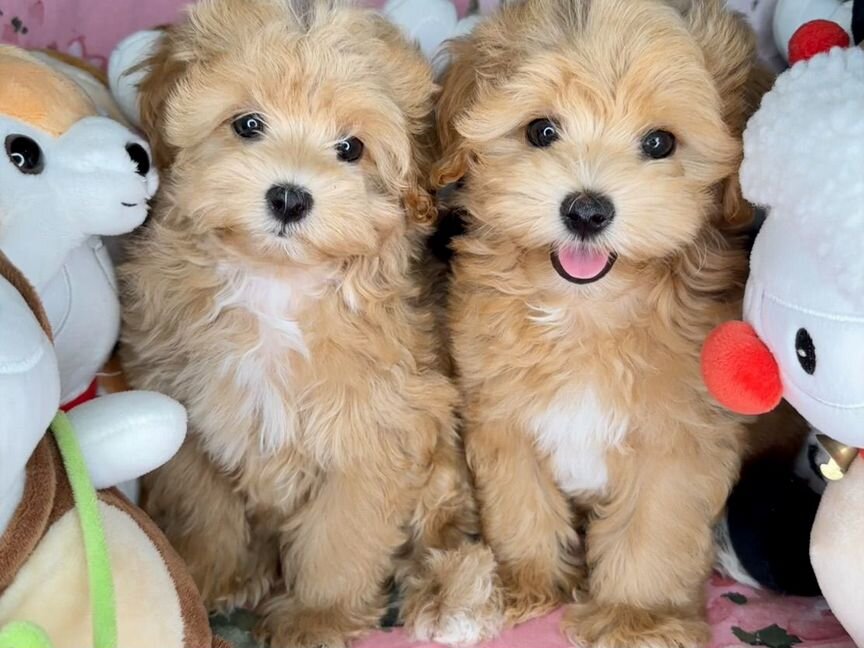 Мальтипу f1 micro