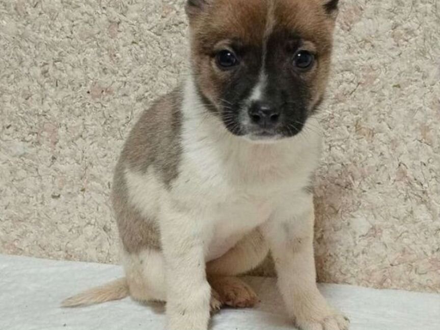 Джулия, щен