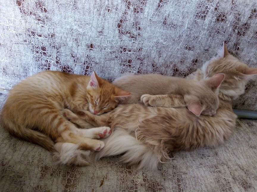 Котята полусибирские