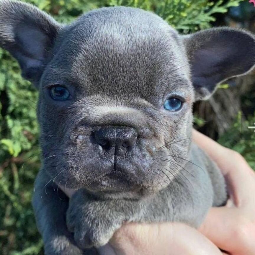 Французский бульдог голубой