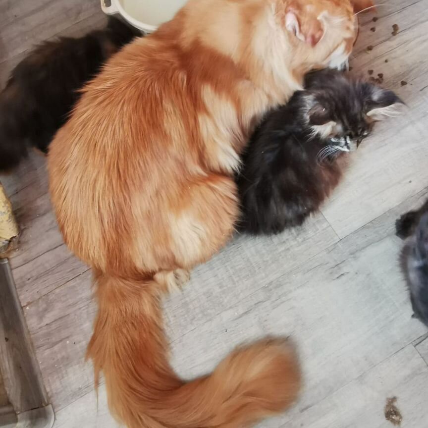 Кот с проблемами